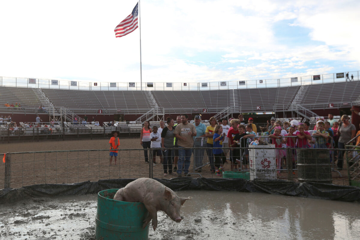 Competitors get muddy at annual pig wrestling competition | News ...